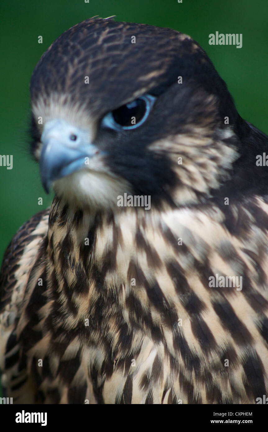 Peregrine falcon at the English School Of Falconry and Birds Of Prey ...