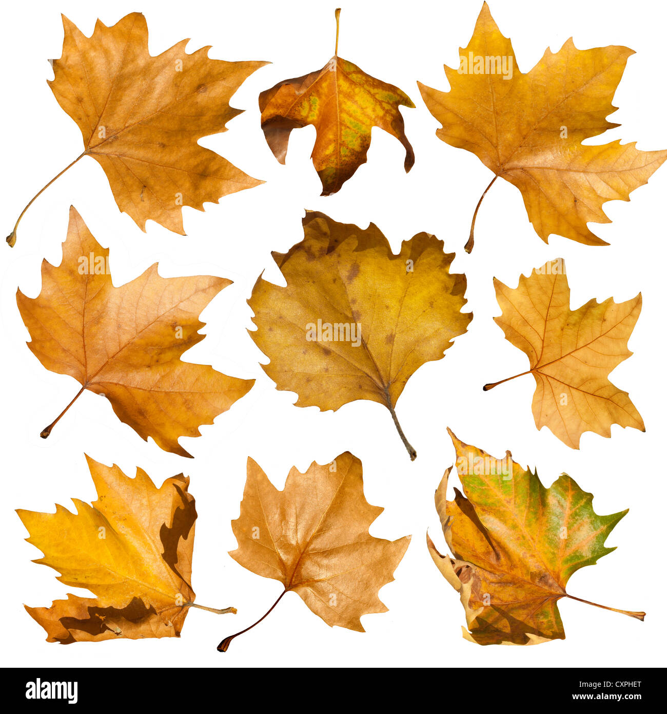 Autumn leaves set. White isolated Stock Photo - Alamy