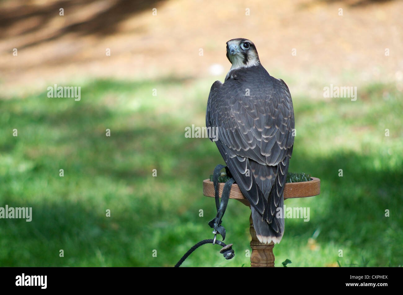 Falcon at the English School Of Falconry and Birds Of Prey Centre in ...