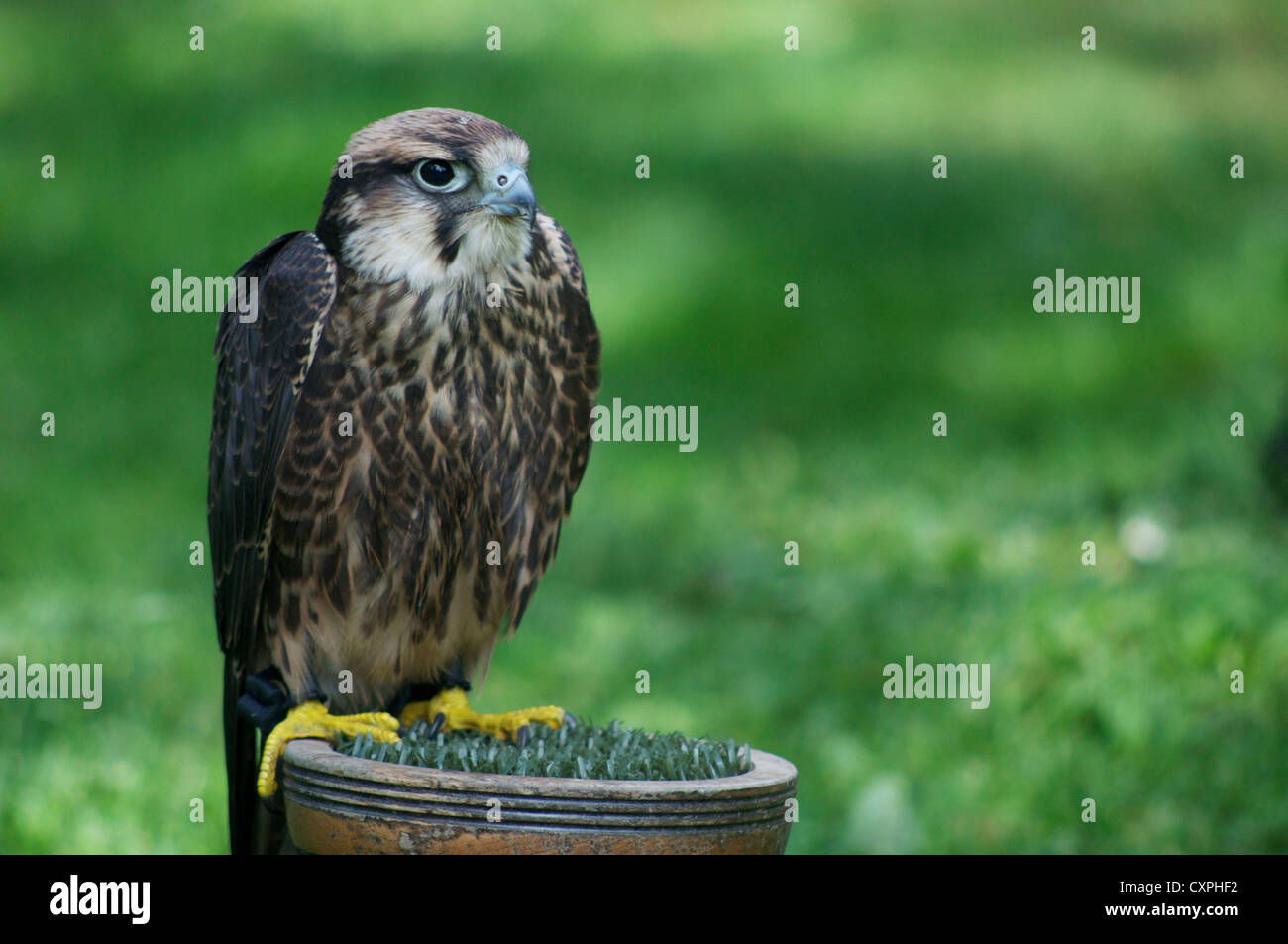Birds Of Prey English