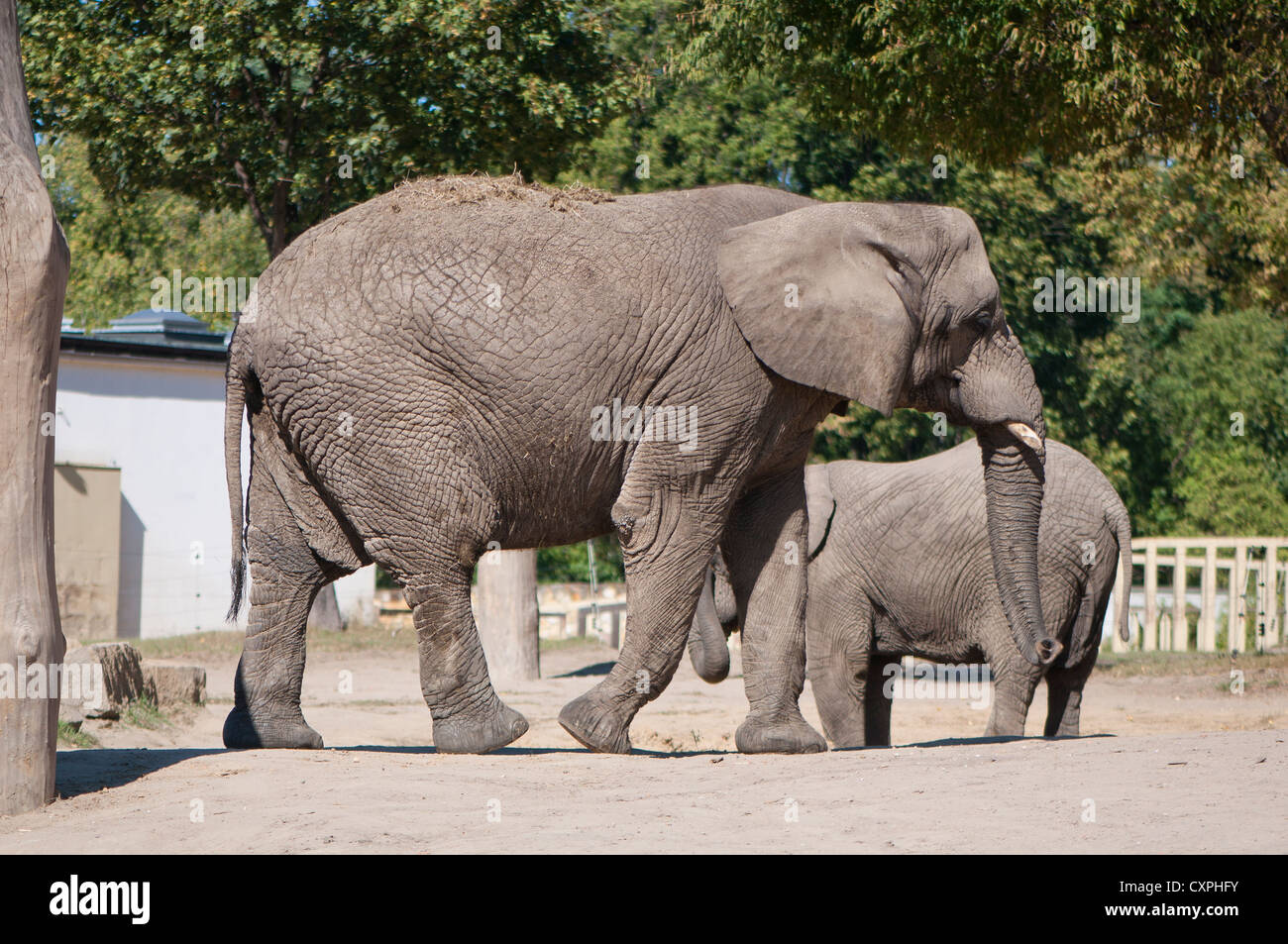 African elephant single file hi-res stock photography and images - Alamy