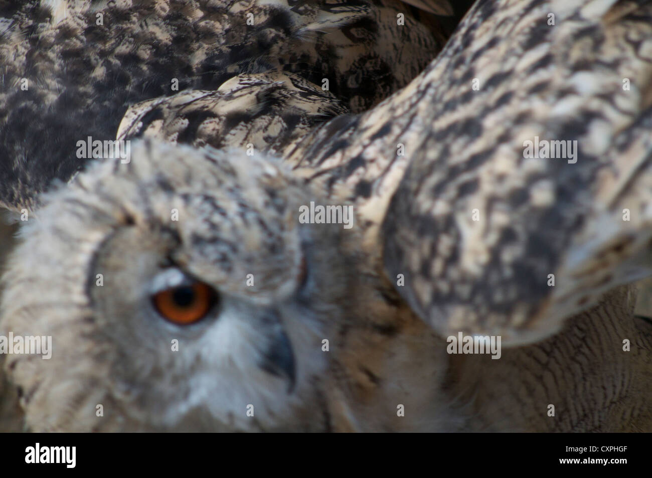 Owl flapping wings at The English School of Falconry in Bedfordshire ...