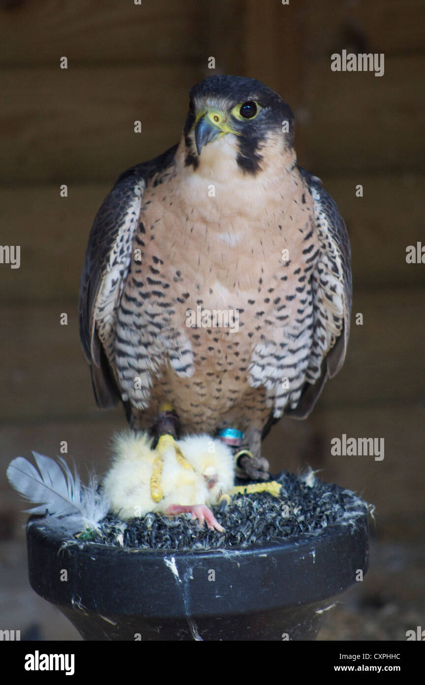 Hawk with prey hi-res stock photography and images - Alamy