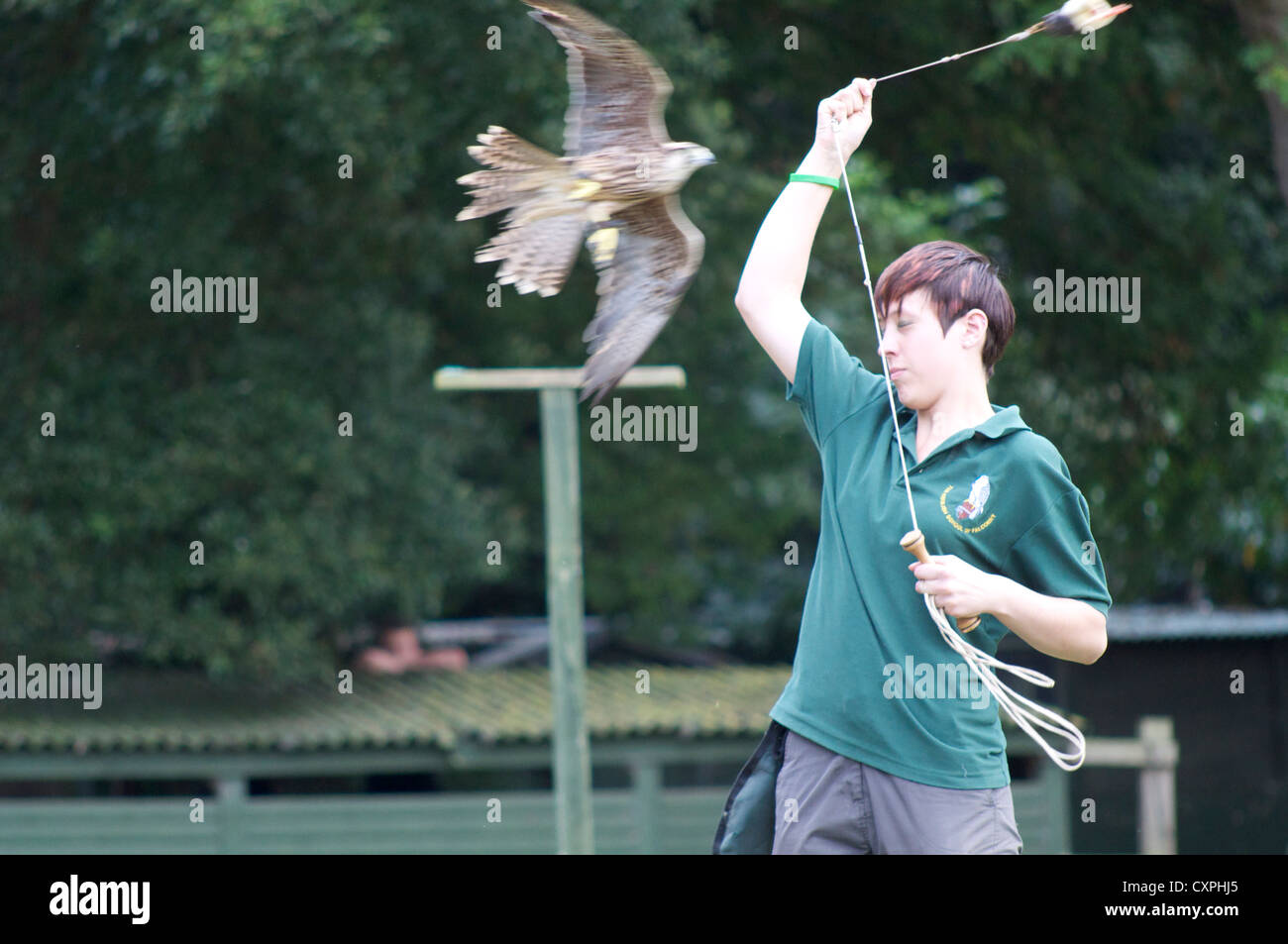 Falconry trainer hi-res stock photography and images - Alamy