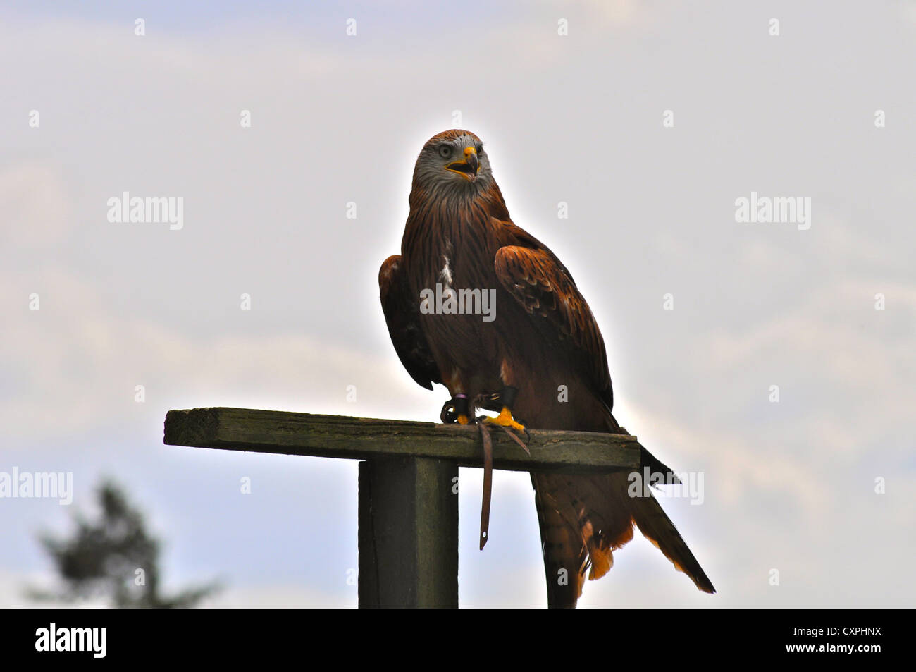 English perch hi-res stock photography and images - Alamy