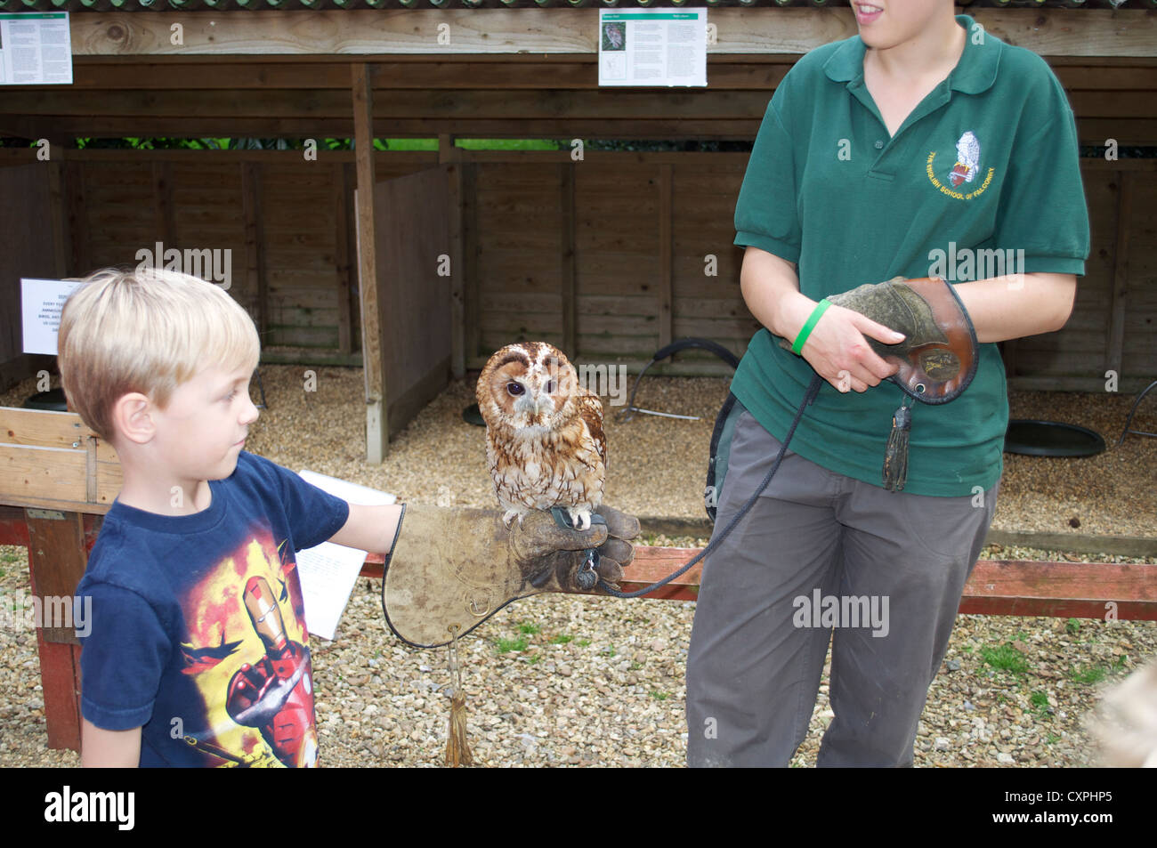 Boy holding owl on gauntlet with keeper at The English School of ...