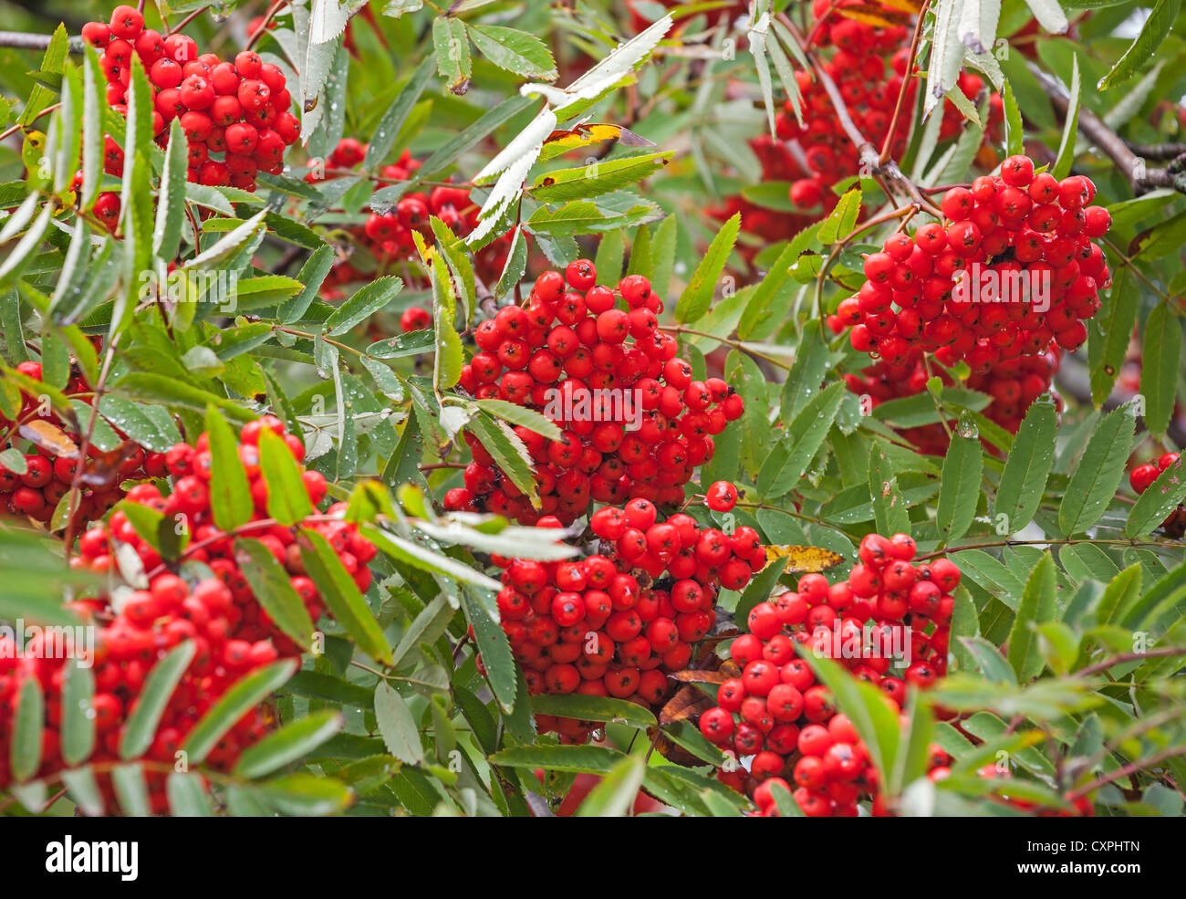 Rowan tree hi-res stock photography and images - Alamy