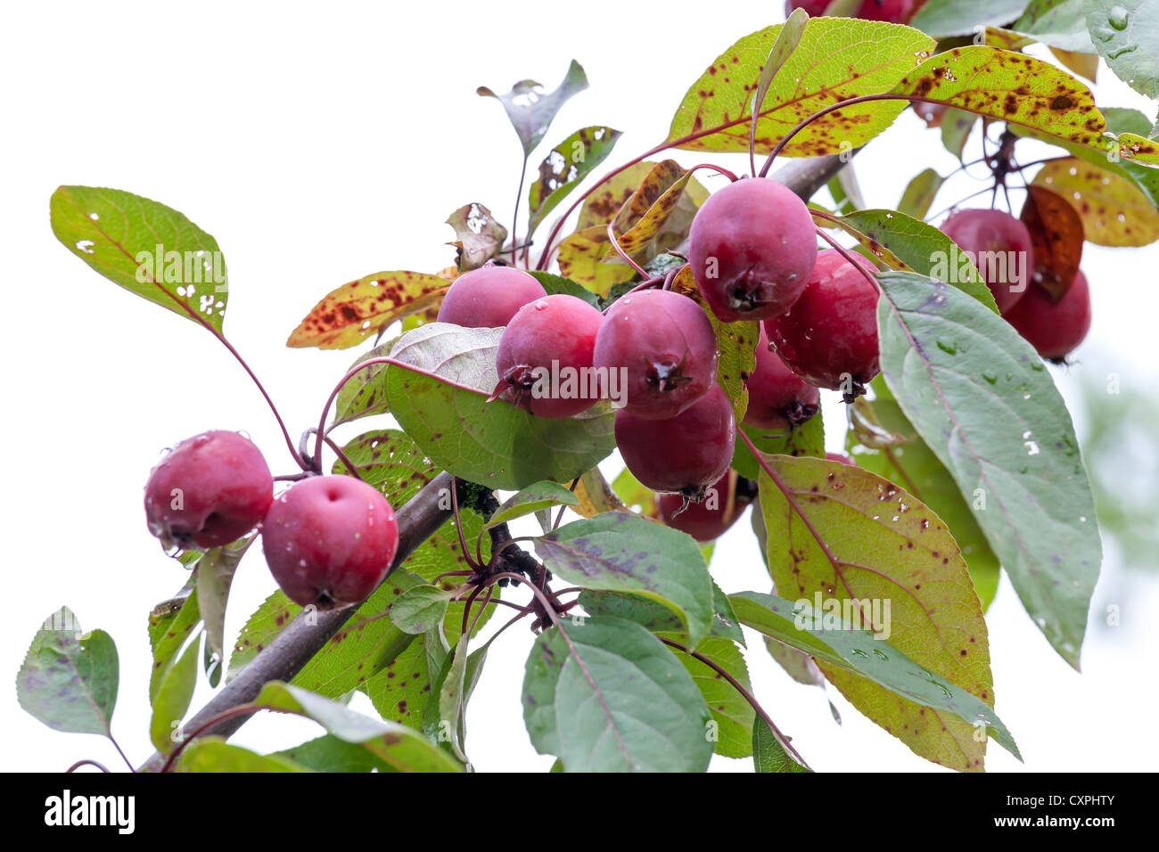 Craapple hi-res stock photography and images - Alamy
