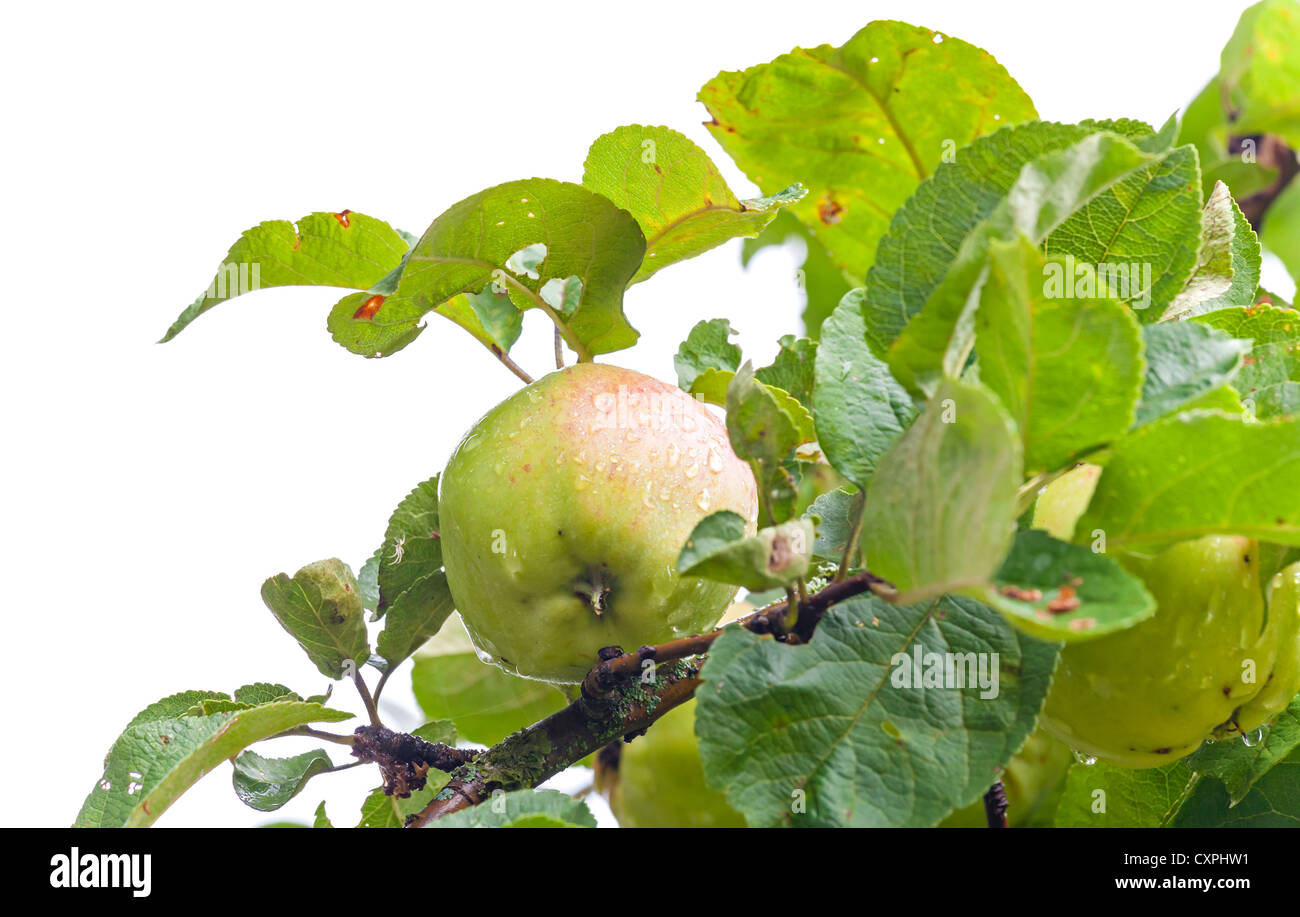 Natural wet green apple on the apple tree branch isolated on white ...