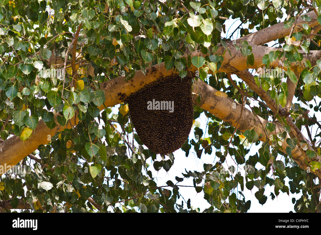 Ficus Religiosa Plant High Resolution Stock Photography and Images - Alamy