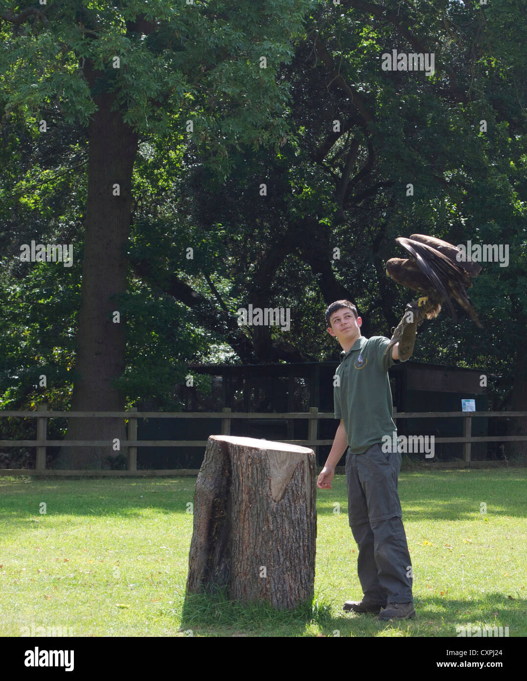 Falconry demonstration hi-res stock photography and images - Alamy