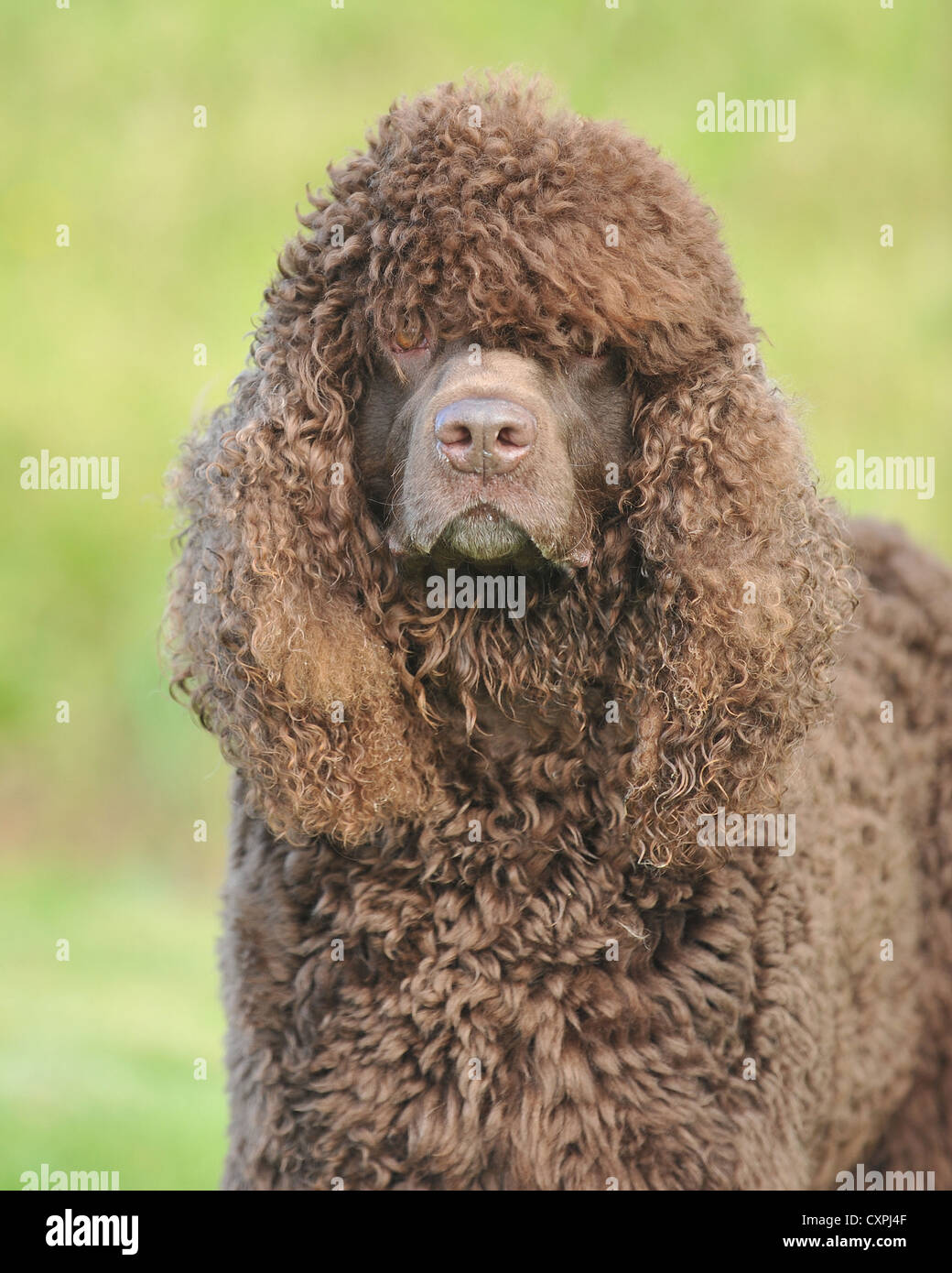 irish water spaniel dog Stock Photo - Alamy