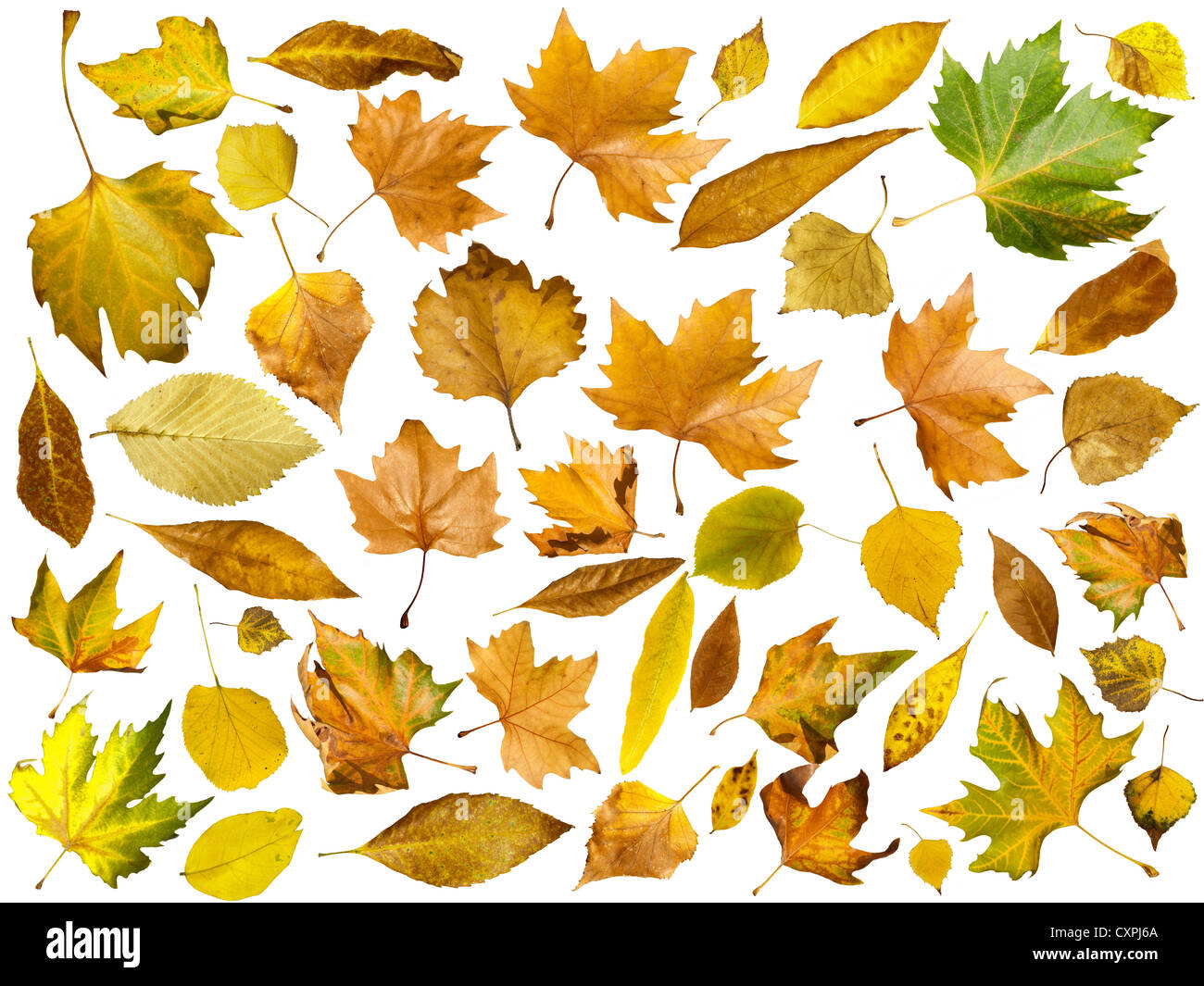 Autumn leaves set. White isolated Stock Photo - Alamy