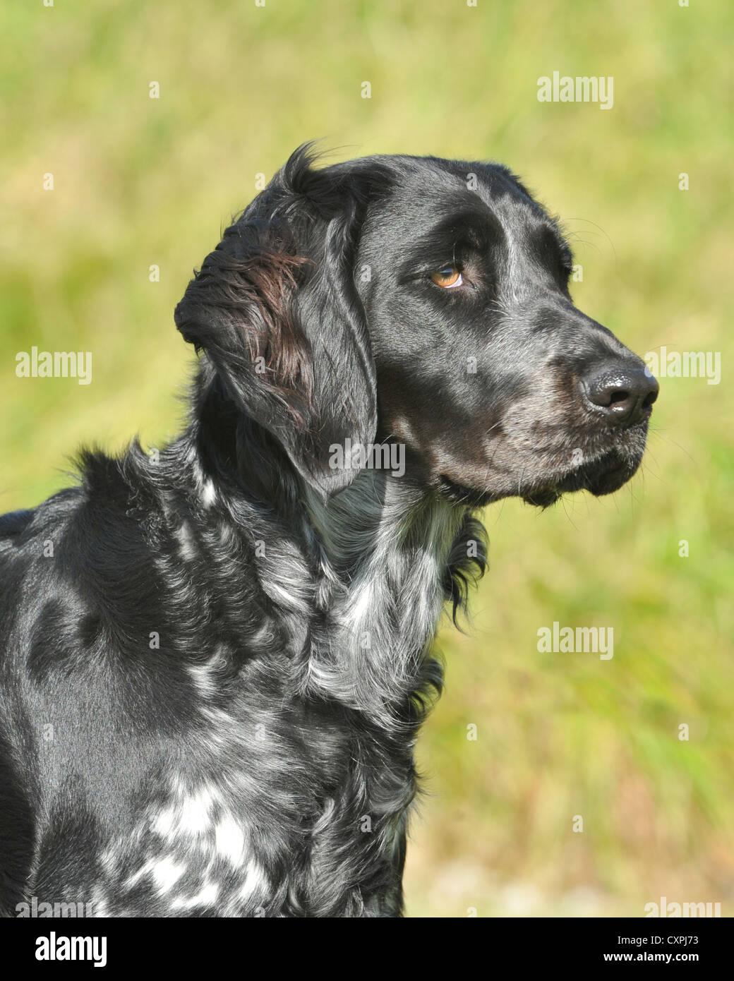 large munsterlander dog Stock Photo - Alamy