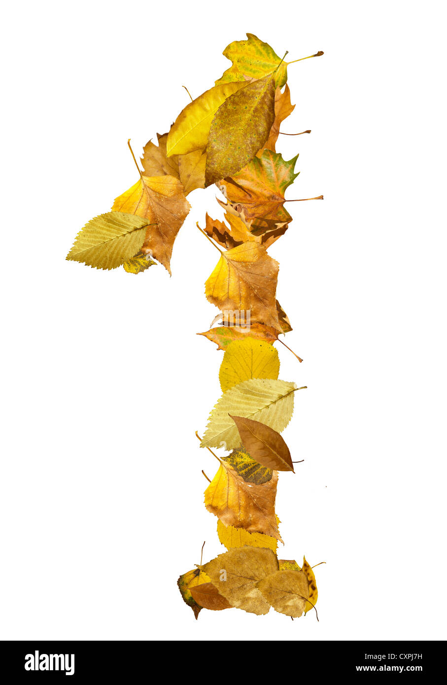 Number One made of autumn leaves. White isolated Stock Photo - Alamy