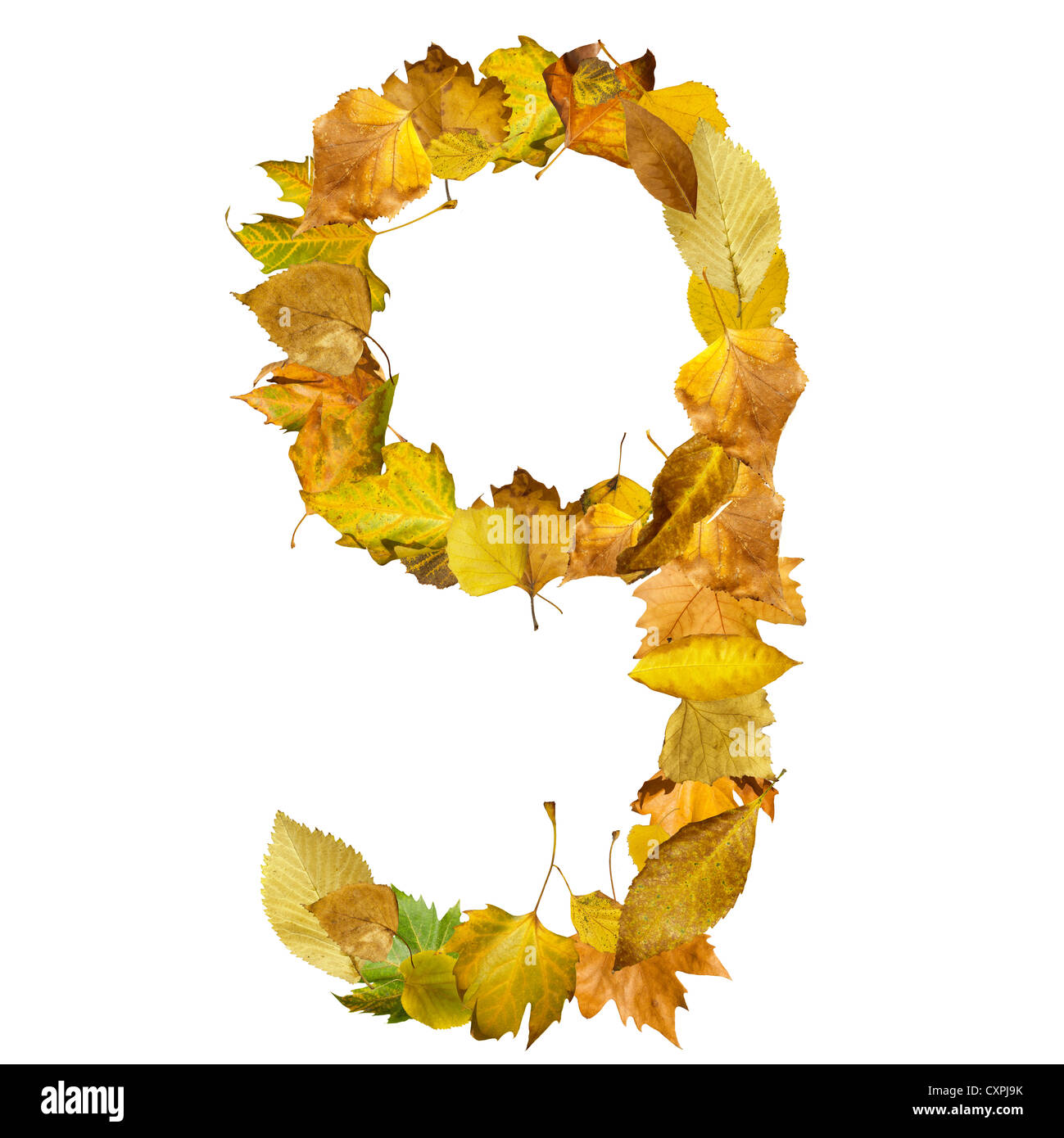Number nine made of autumn leaves. White isolated Stock Photo - Alamy