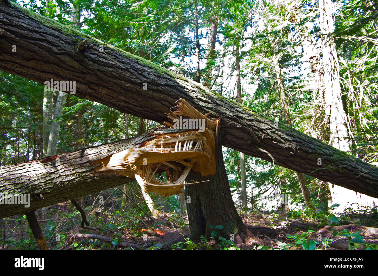 During a storm one tree has crashed down on another causing it to break ...