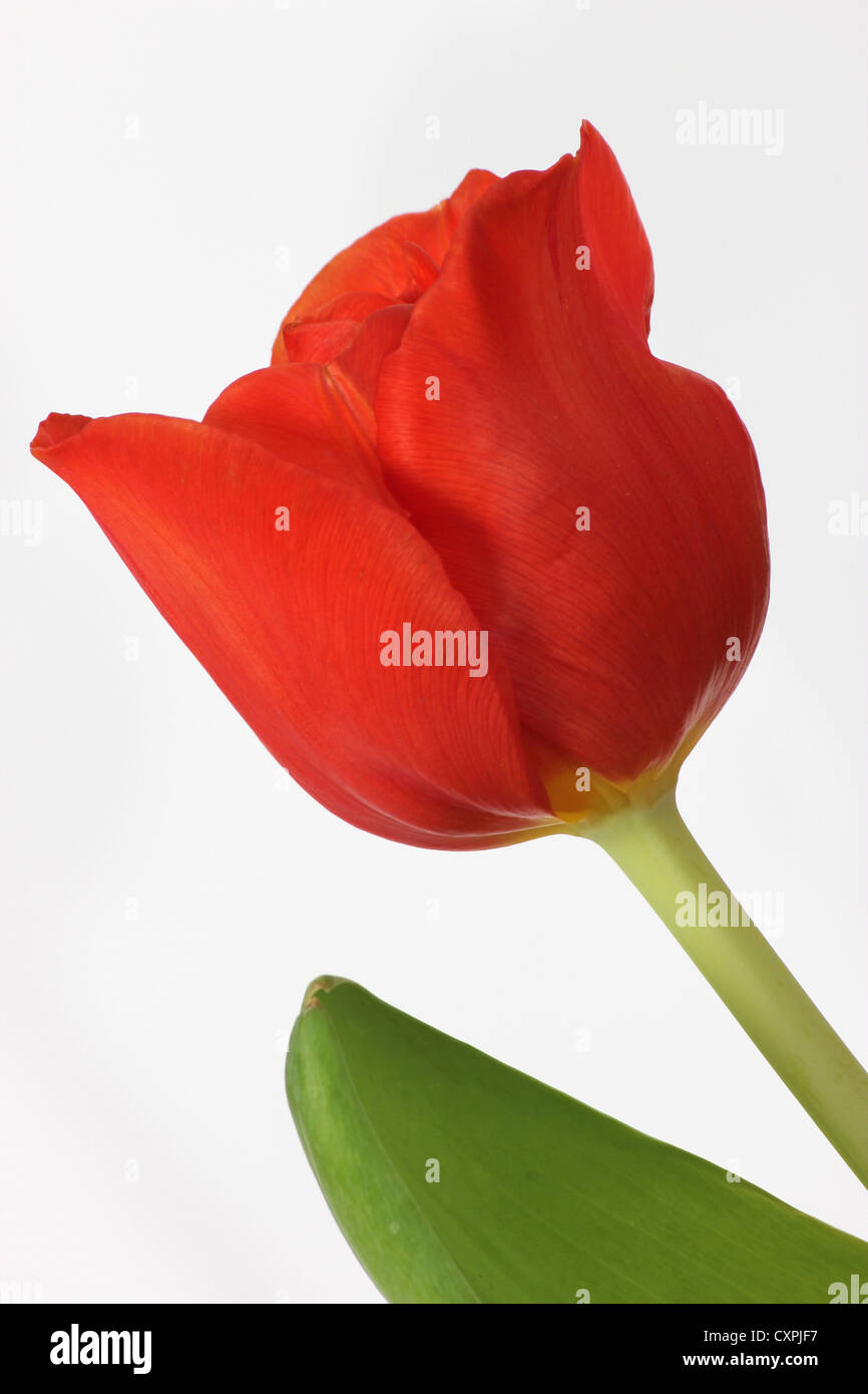 a beautiful & colorful image of a flower, poppy, red poppy, photoarkive ...