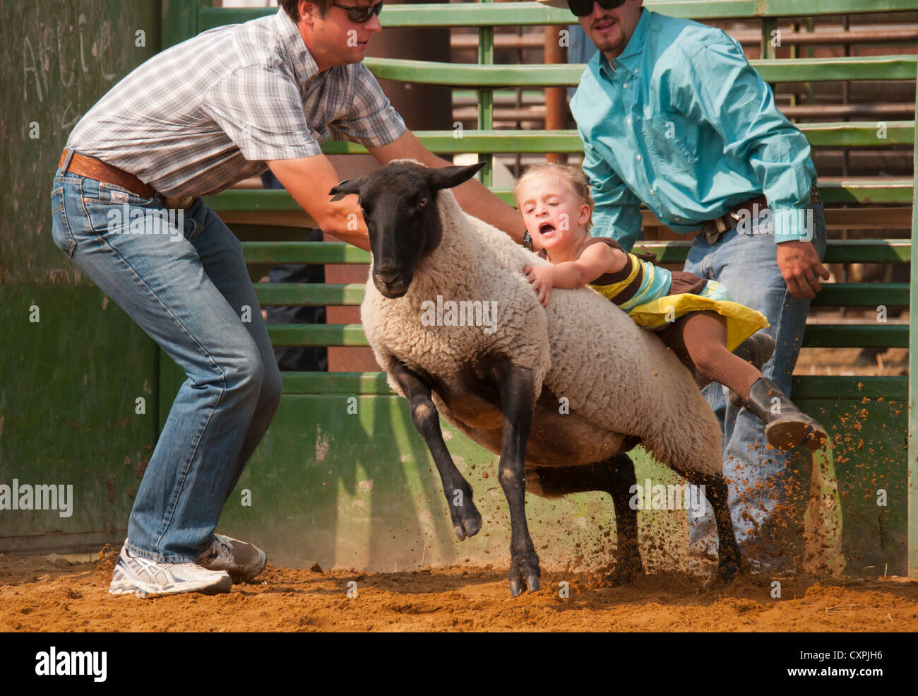 Young cowgirl riding sheep in Mutton Busting event, Rodeo, Bruneau ...