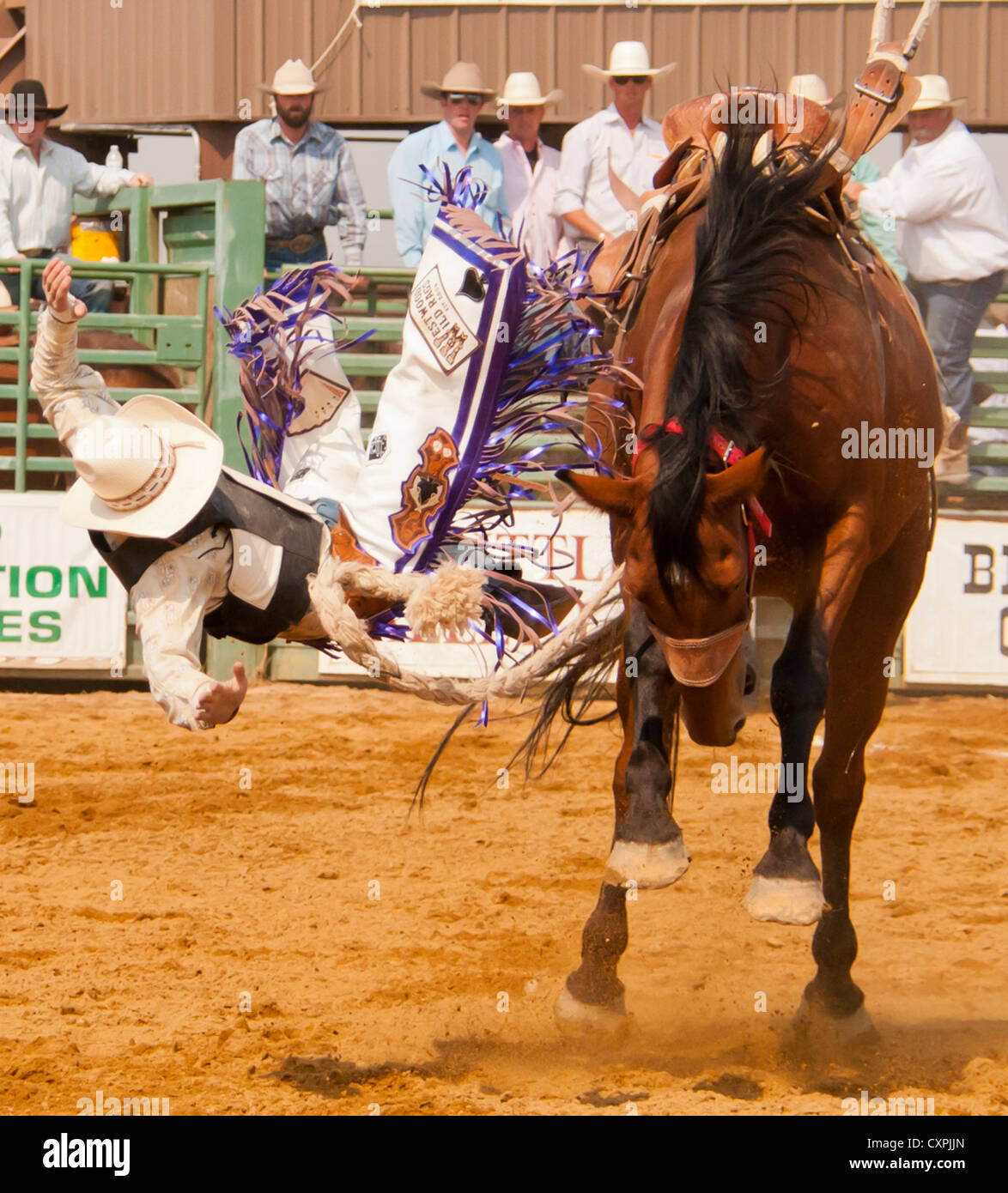 Cowboy Saddle Bronc riding during the Rodeo event, Bruneau, Idaho, USA ...