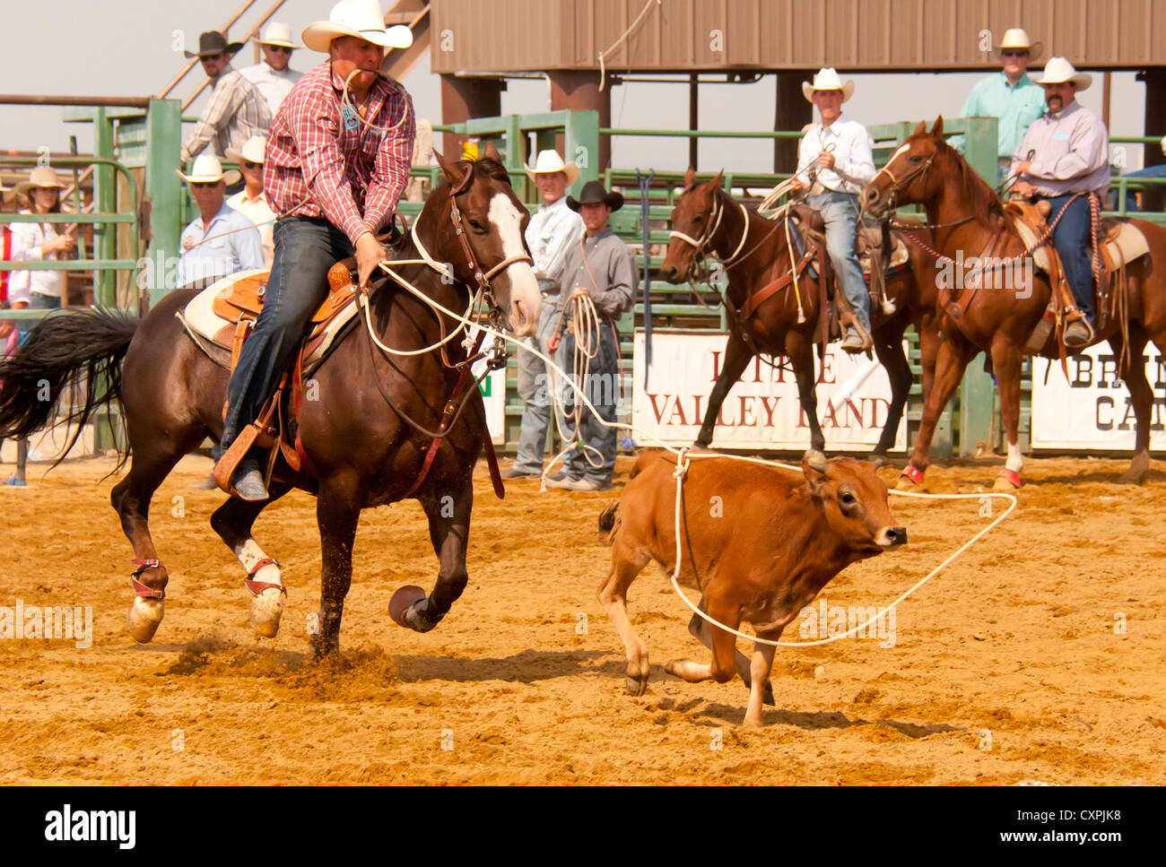 Cowboy calf roping at the Rodeo event, Bruneau, Idaho, USA Stock Photo ...