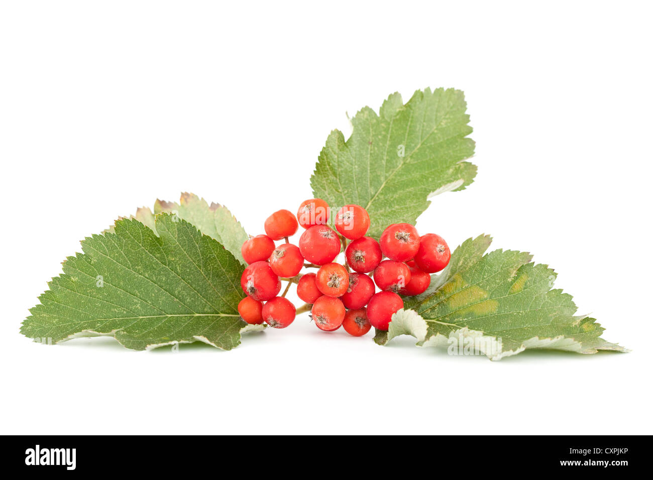 cluster red sorb with leaf on white background Stock Photo - Alamy