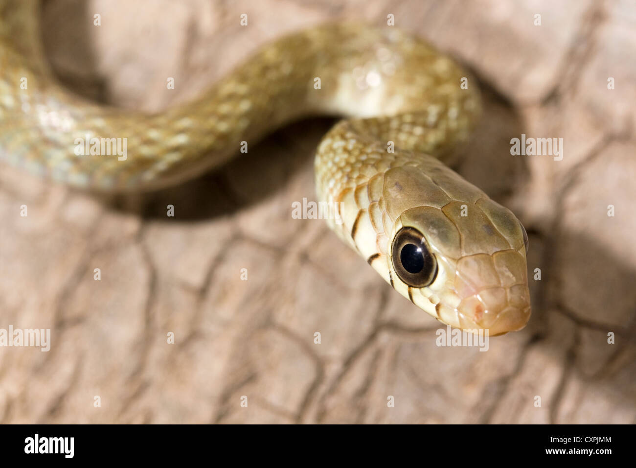 Juvenile rat snake hi-res stock photography and images - Alamy