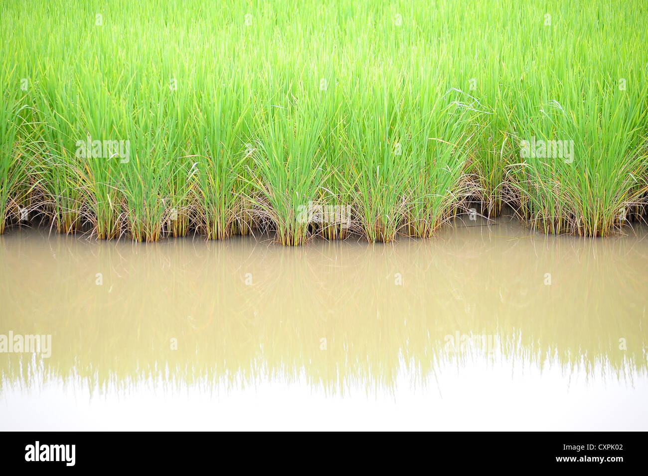 Green rice farm Stock Photo - Alamy