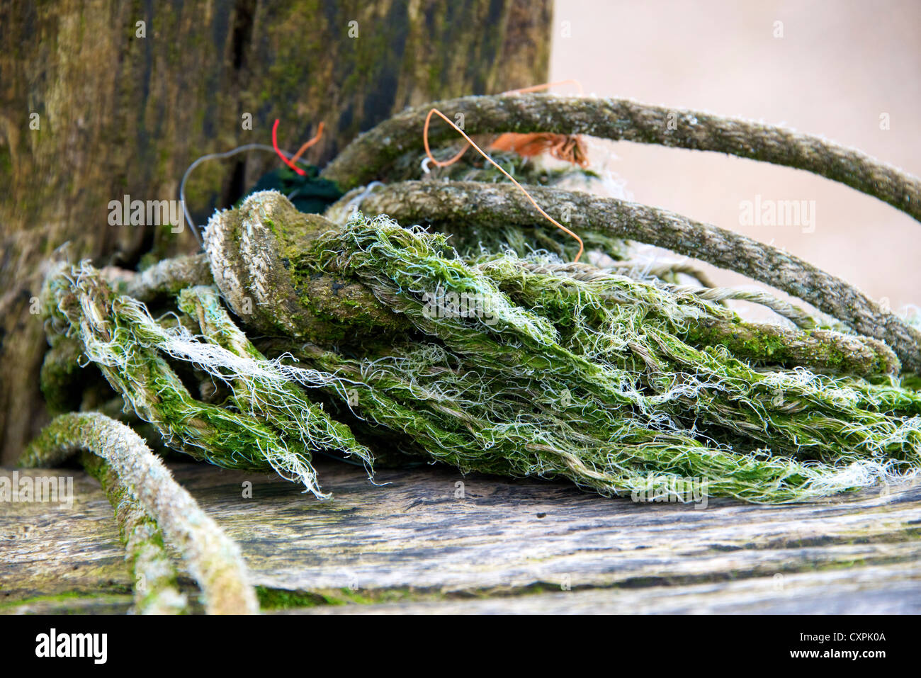 Tied and Tide. Rope weathered by the wind and tides and tied to a ...