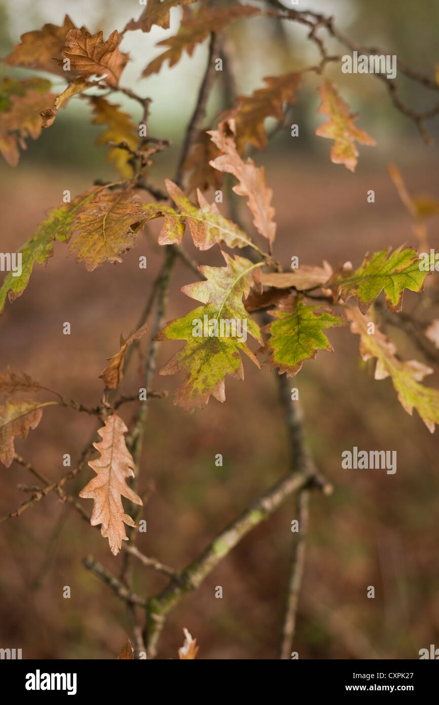 Turkey Oak (Quercus cerris) a late autumn heralds impressive golden ...