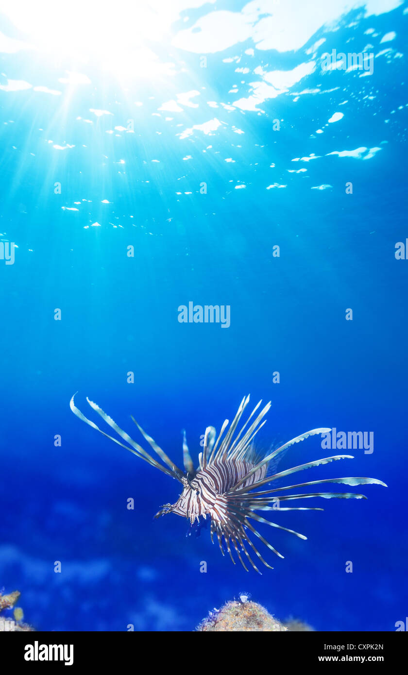 dangerous poisonous lionfish alone in deep blue water Stock Photo - Alamy