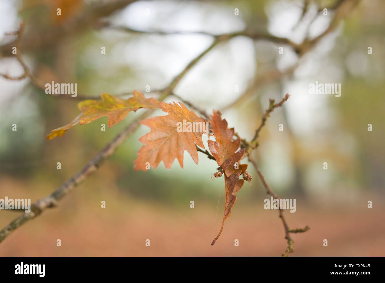 Golden winter leaf colour, Turkey Oak (Quercus cerris). United Kingdom ...