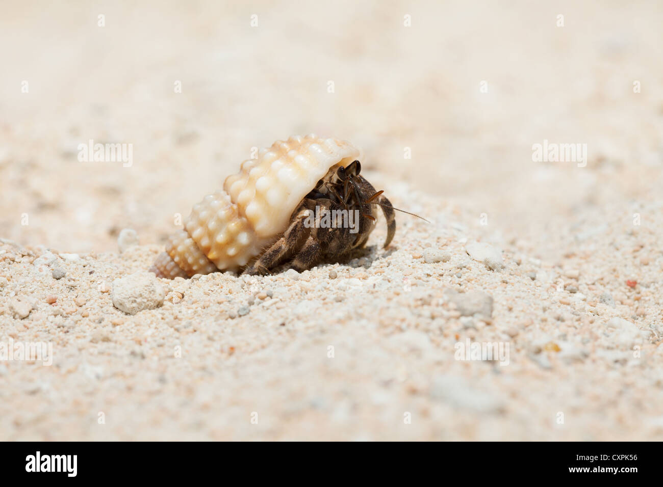 Crawling fish hi-res stock photography and images - Alamy