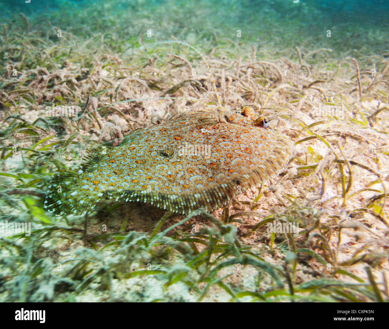 Flat fish camouflage hi-res stock photography and images - Alamy