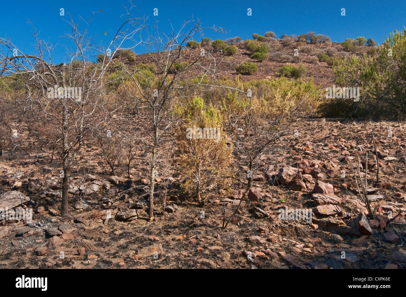Juniper fire (forest or tree) hi-res stock photography and images - Alamy
