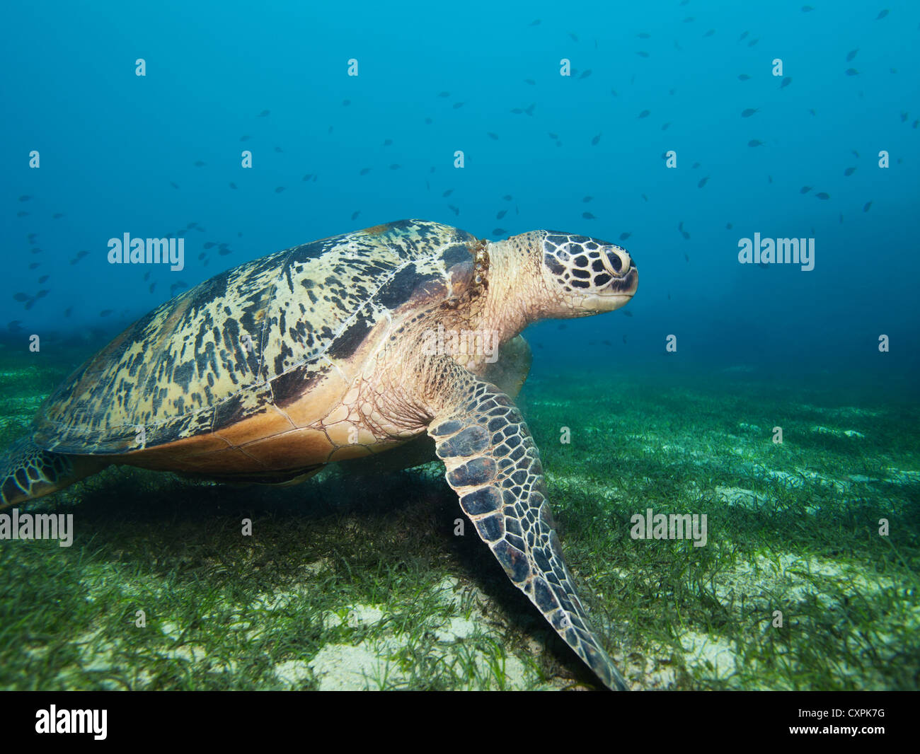 Deep turtle hi-res stock photography and images - Alamy