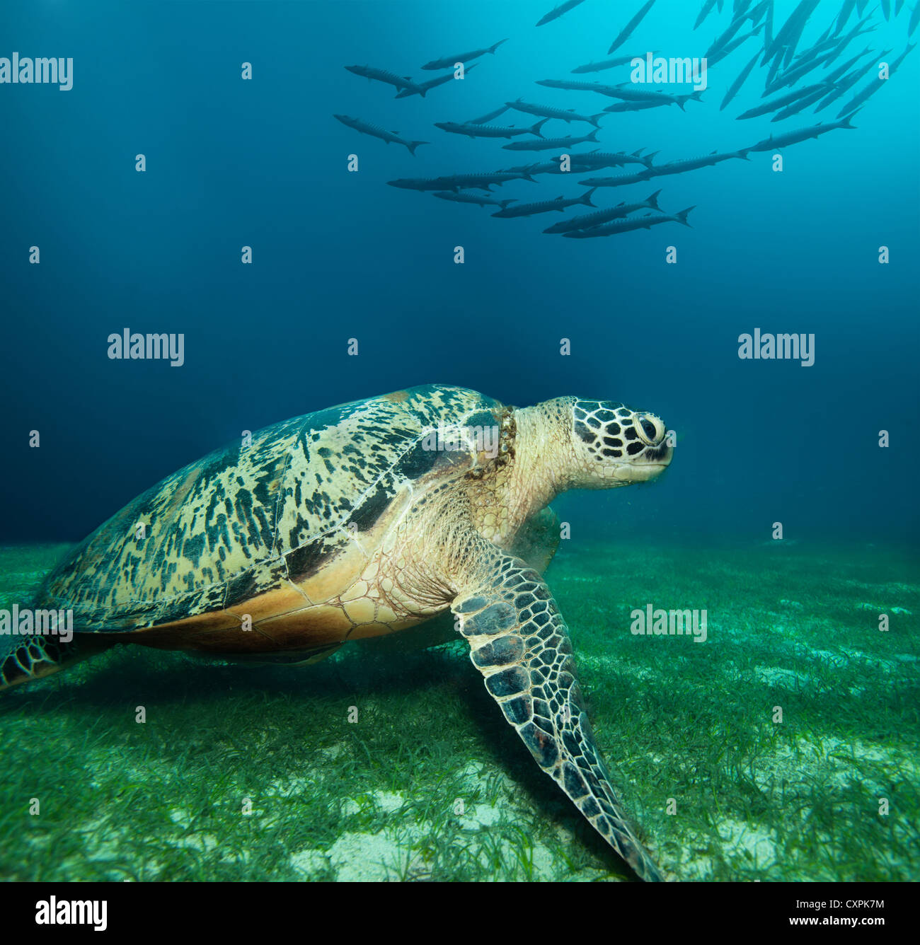 Huge sea turtle on the seaweed bottom with school of barracudas Stock ...