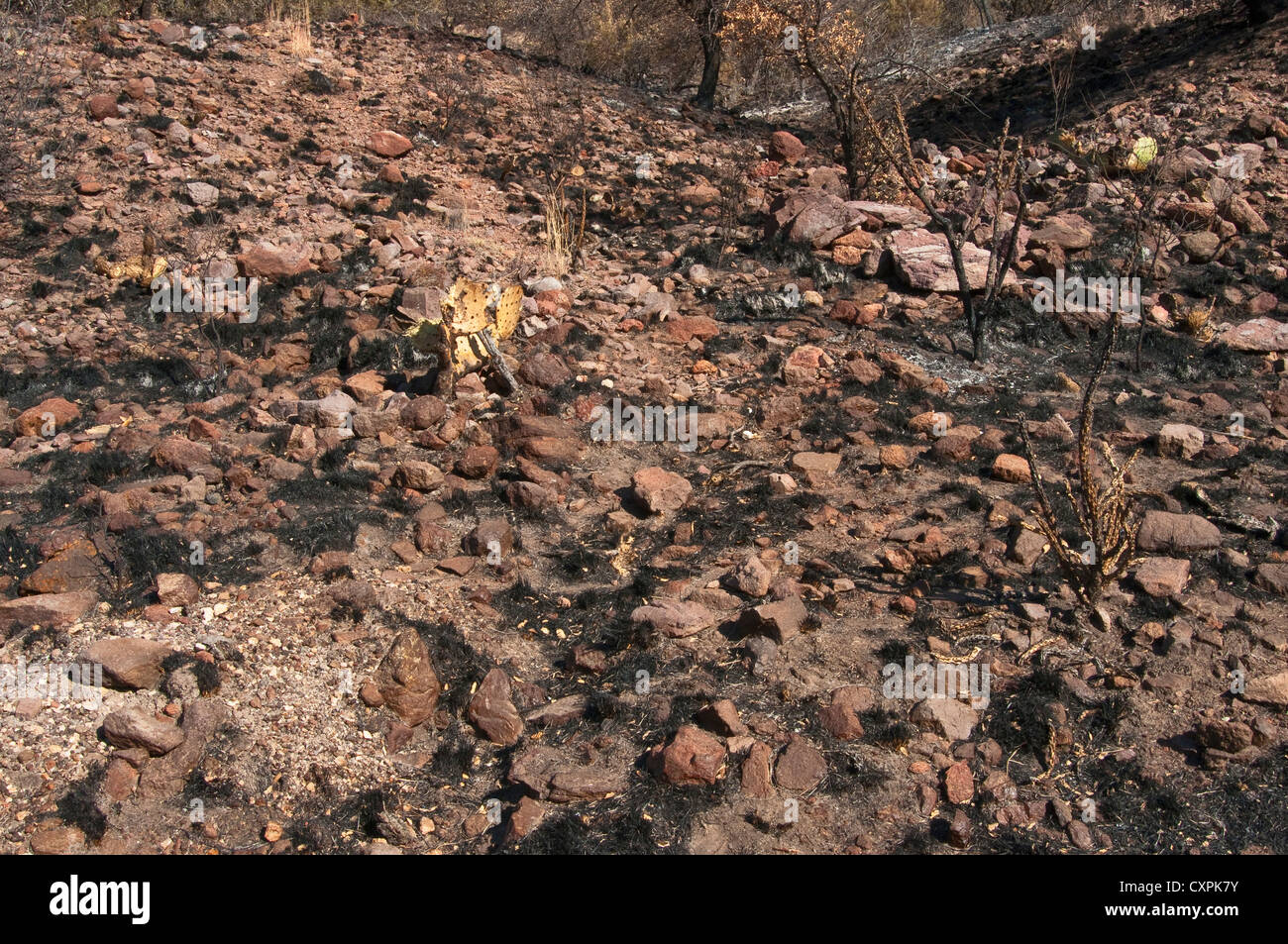 Burnt pinyon juniper-oak woodlands area in Davis Mountains State Park ...