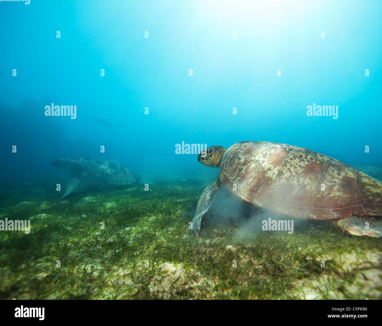 Couple big sea turtles in deep water Stock Photo - Alamy