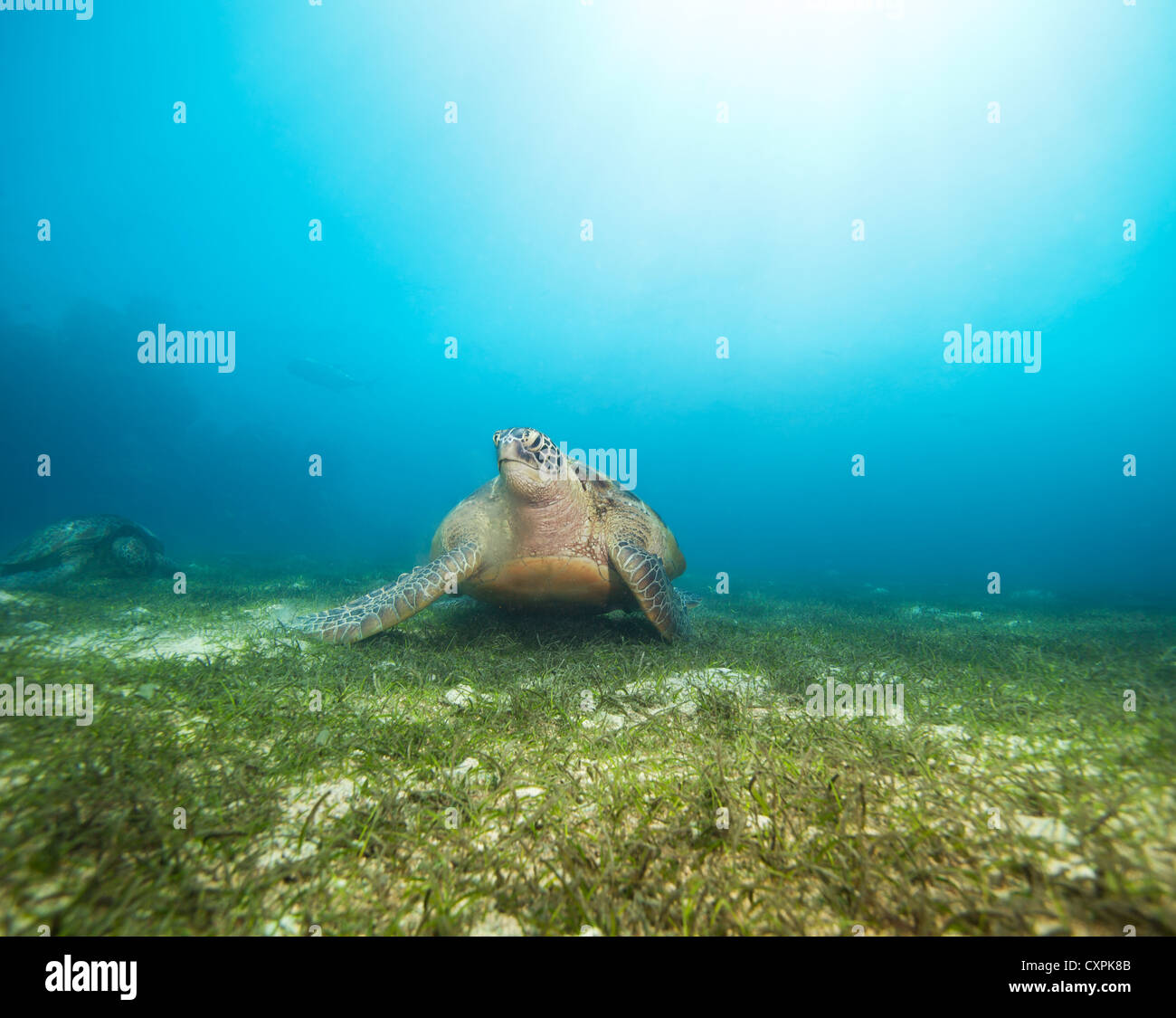Turtle swimming to camera hi-res stock photography and images - Alamy