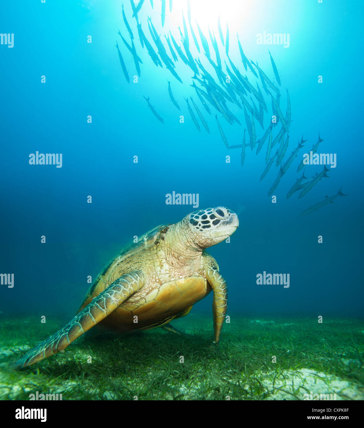 Sea turtle deep underwater with barracudas and sunlight water Stock ...