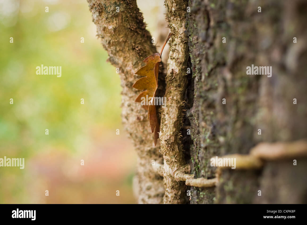 Captured Leaf, Turkey Oak (Quercus cerris), November Stock Photo - Alamy