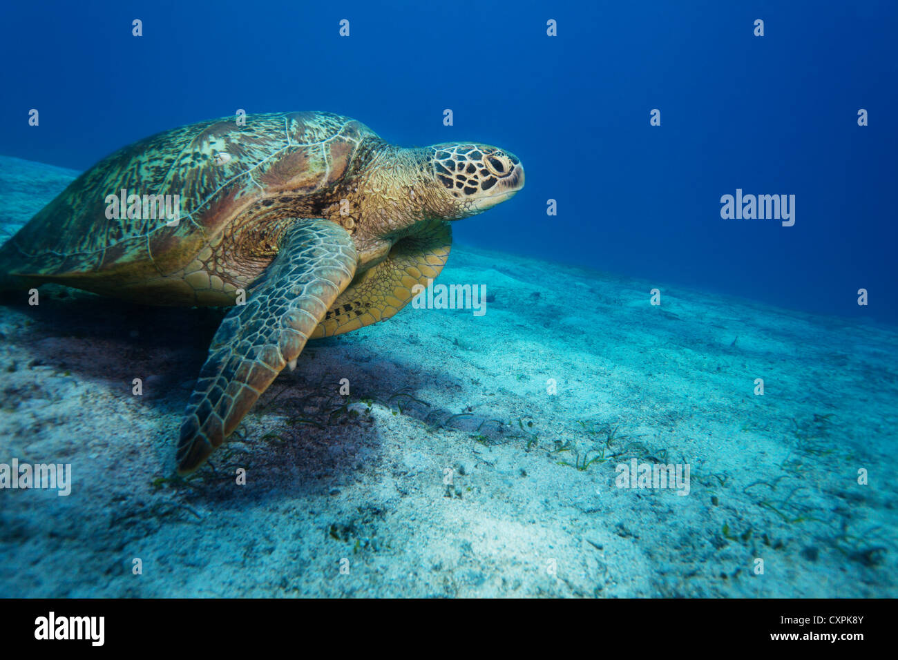 Huge sea turtle on sandy bottom deep in the ocean Stock Photo - Alamy