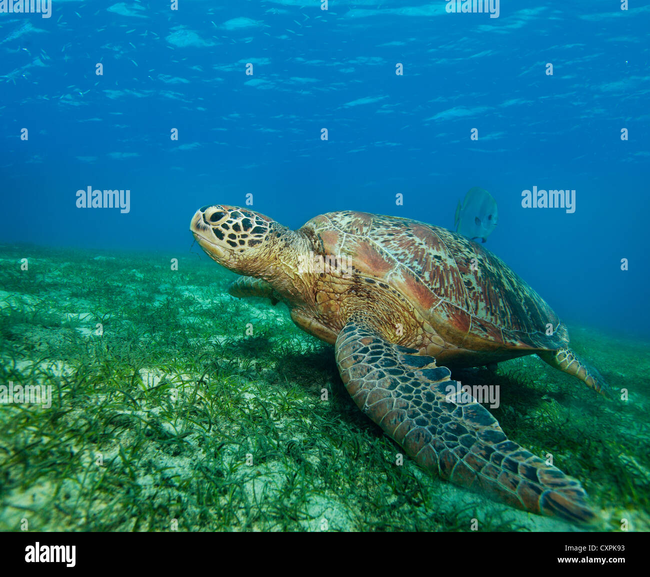 Big sea turtle swimming close hi-res stock photography and images - Alamy
