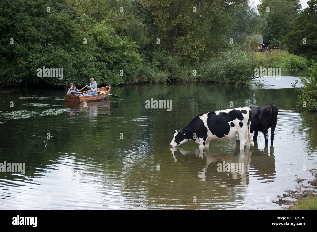 Cows in a river with a boat going pasted Stock Photo - Alamy