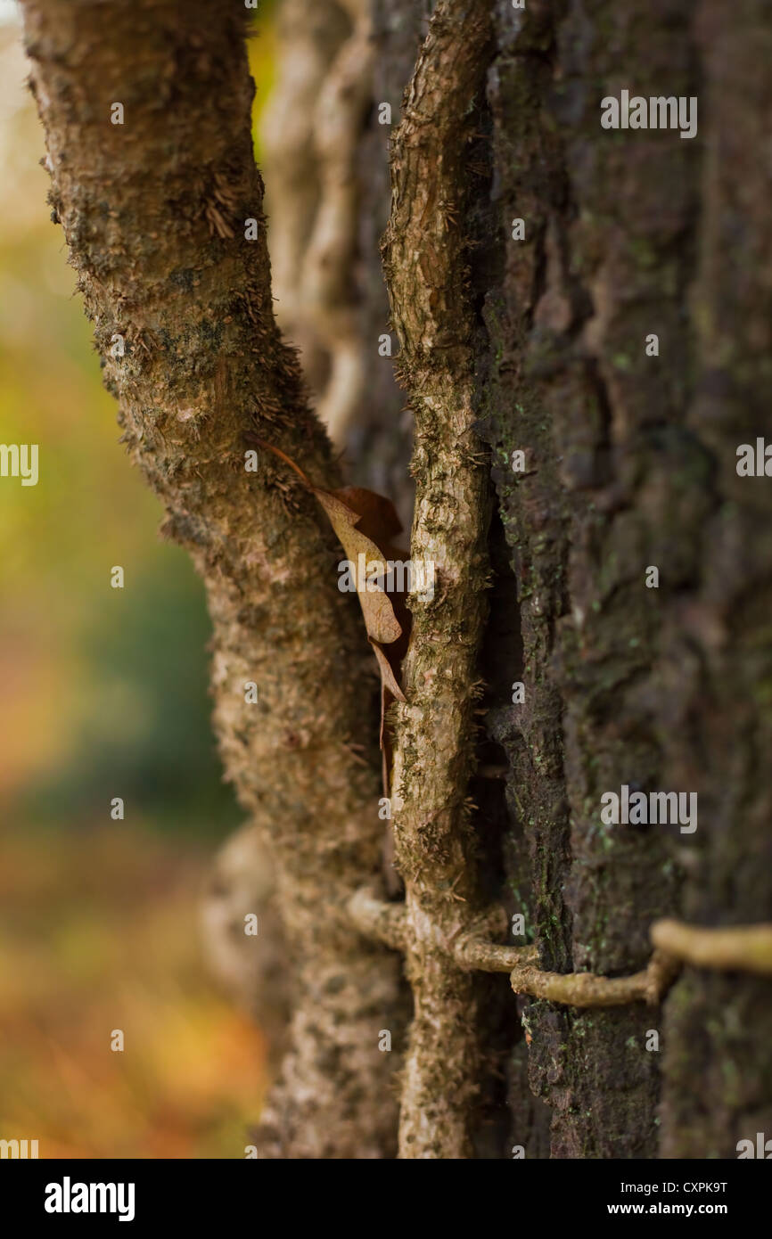 Captured Leaf, Turkey Oak (Quercus cerris), November Stock Photo - Alamy