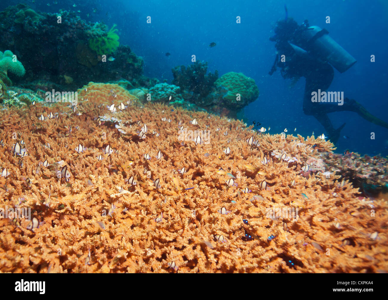 hard coral with many small fish and silhouette of diver on the ...
