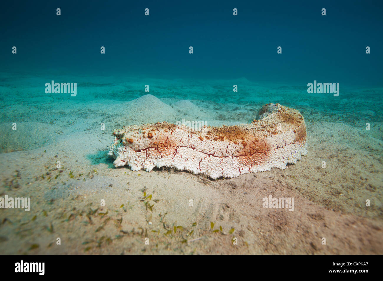 Sea cucumber china hi-res stock photography and images - Alamy