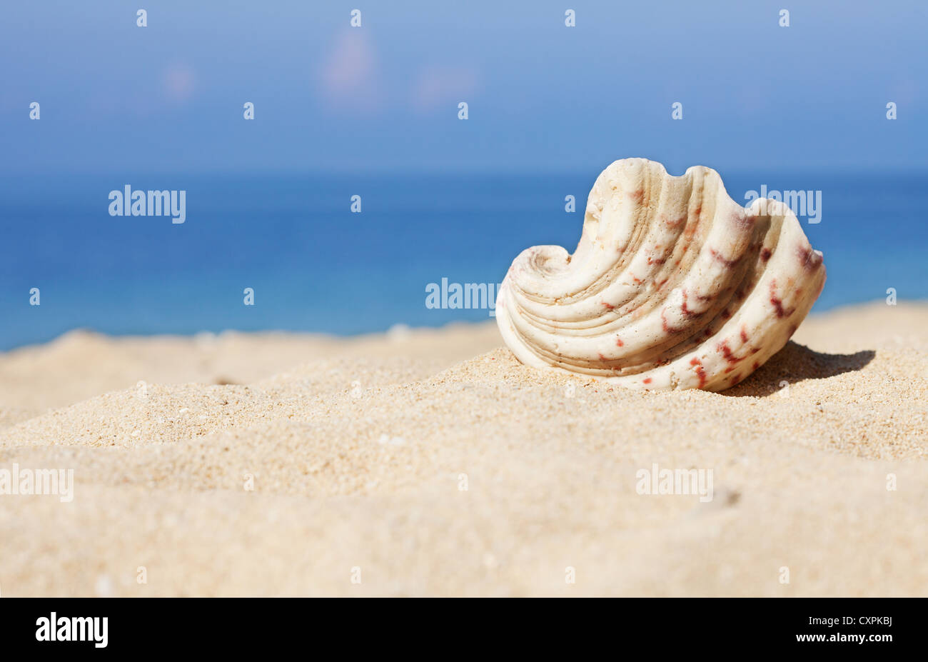spiral conch laying on the white sand near the sea Stock Photo - Alamy