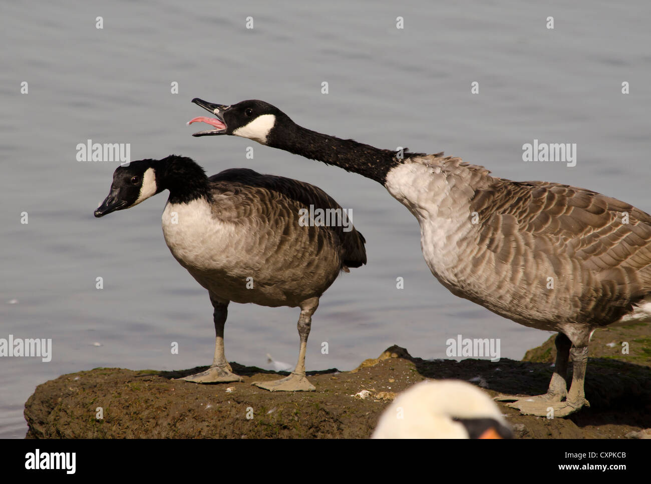 Two geese fighting by a river Stock Photo - Alamy